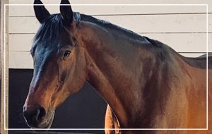 Swallowfield | Equestrian